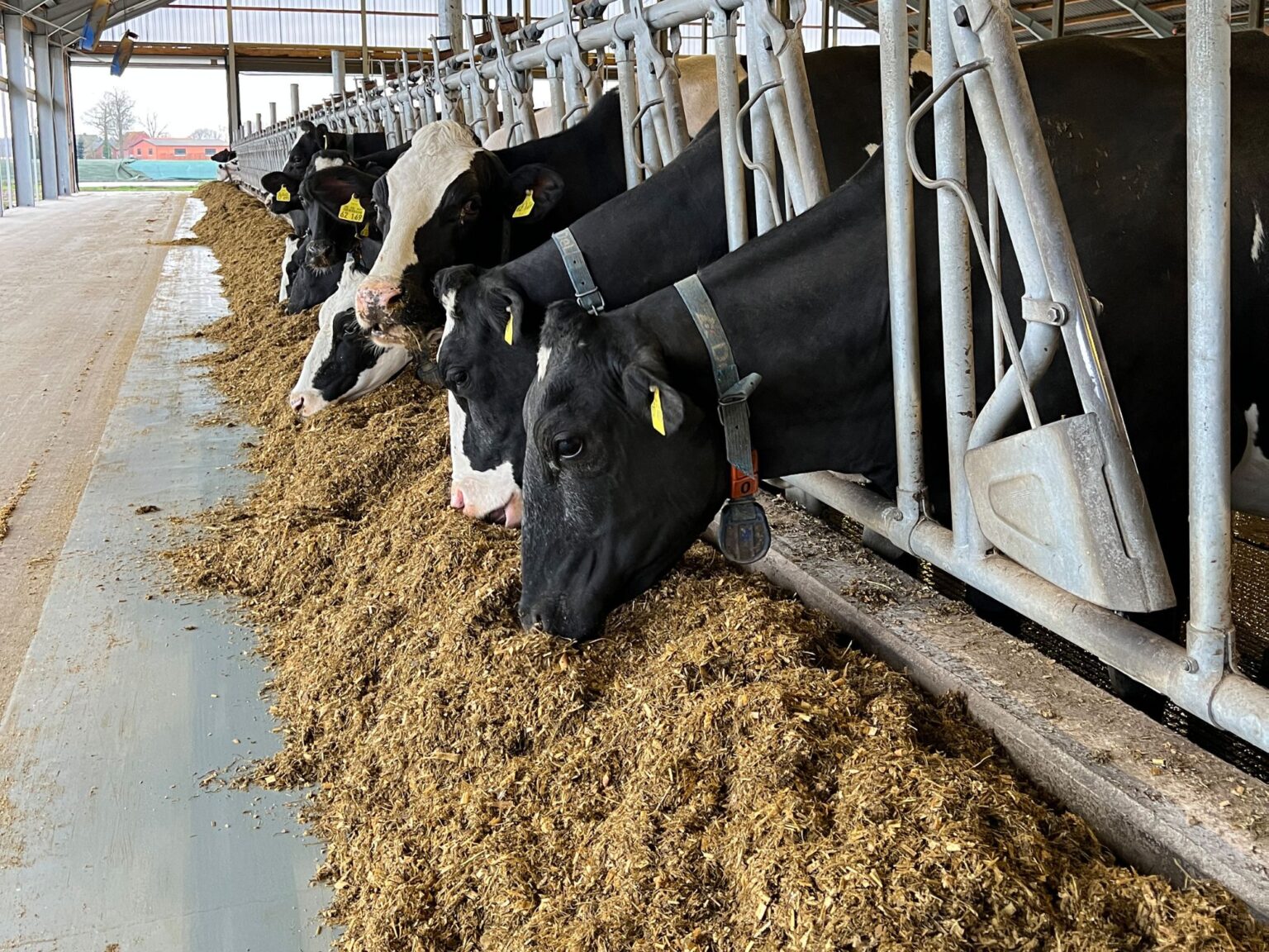 Der optimale Vermahlungsgrad des Kraftfutters